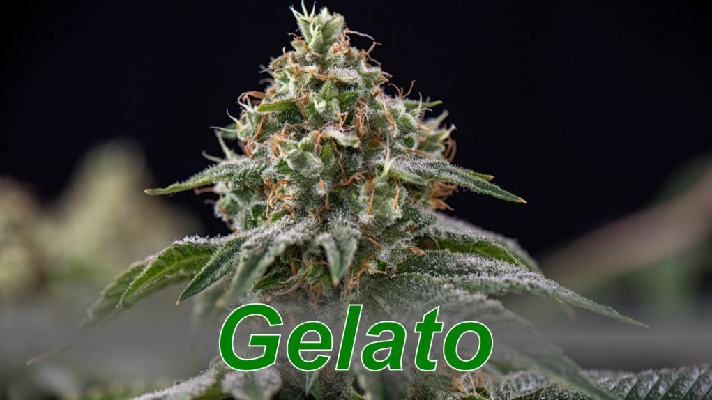 Gelato - Cannabis Strain - DabConnection